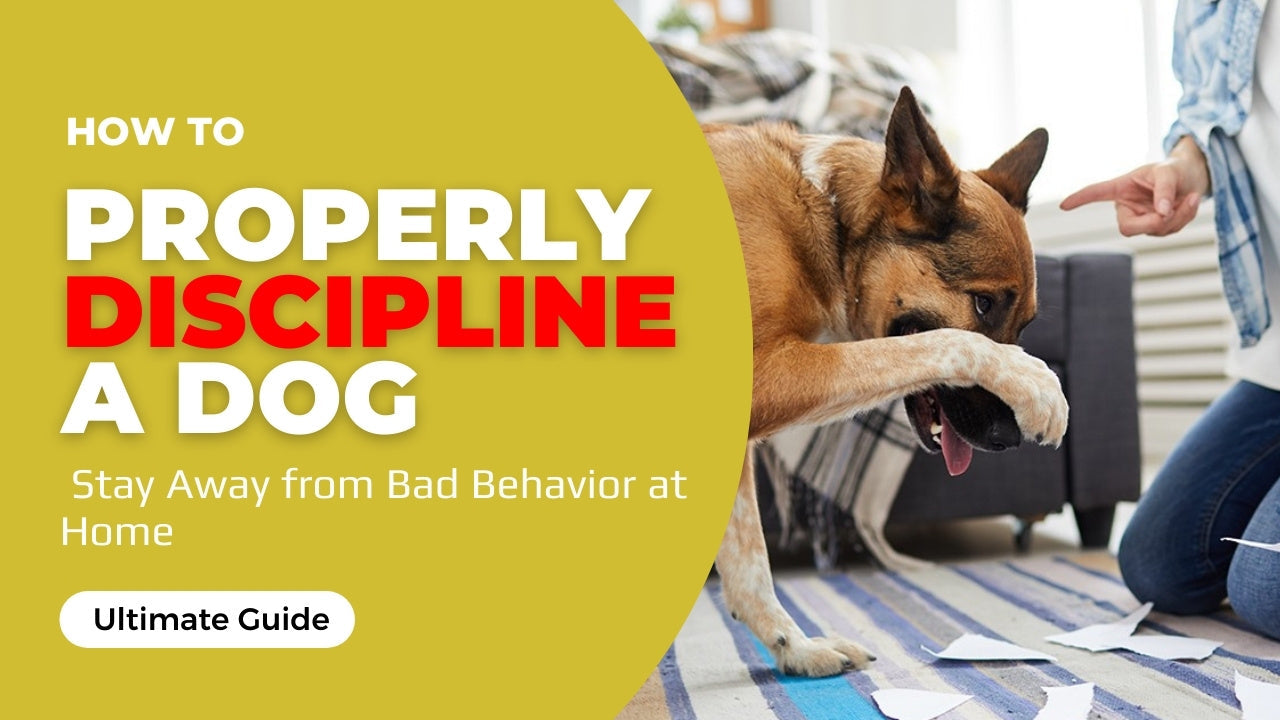 How to Properly Discipline a Dog to Stay Away from Bad Behavior at Hom ...